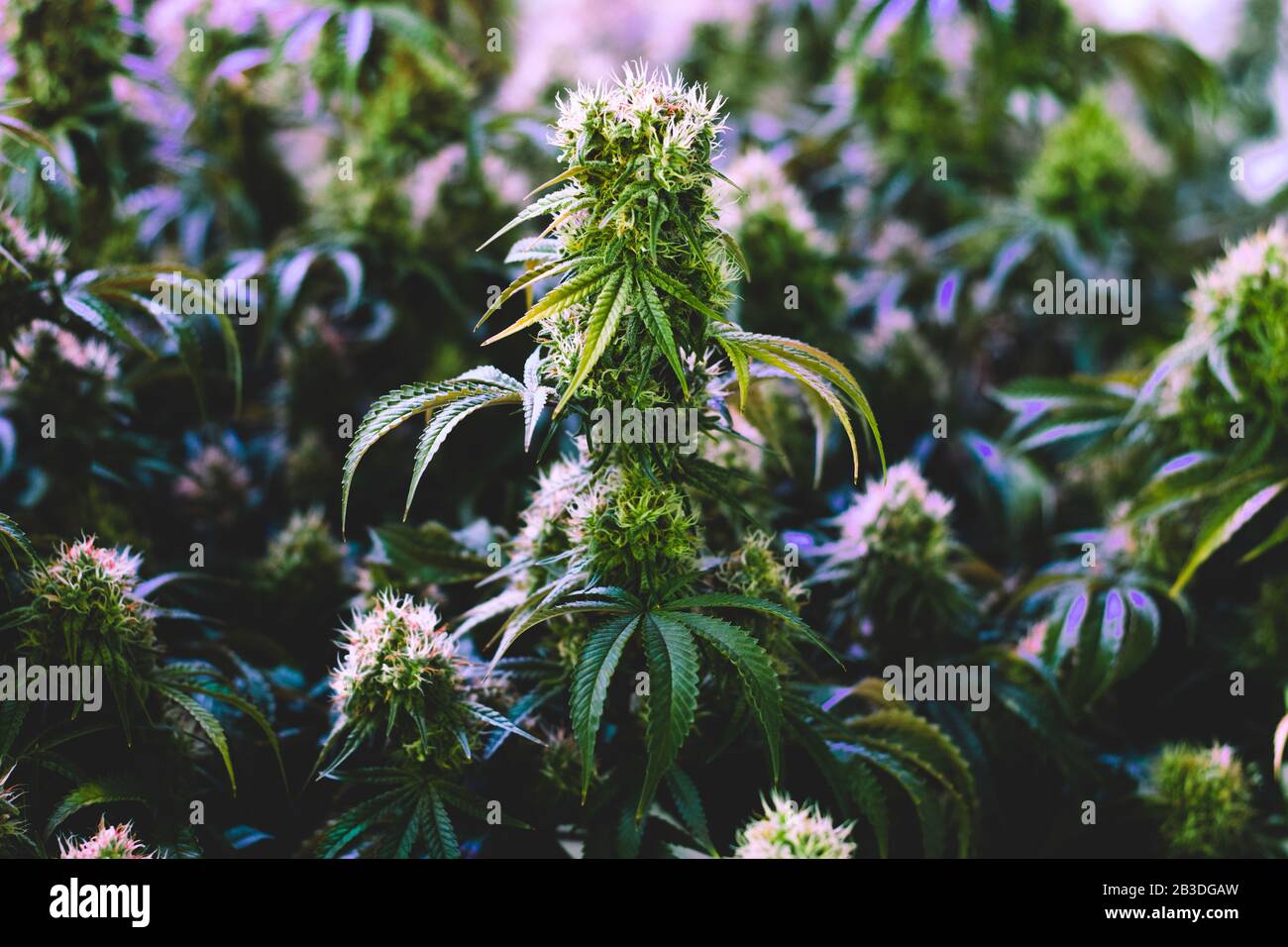 Pistils marijuana plant hi-res stock photography and images - Alamy