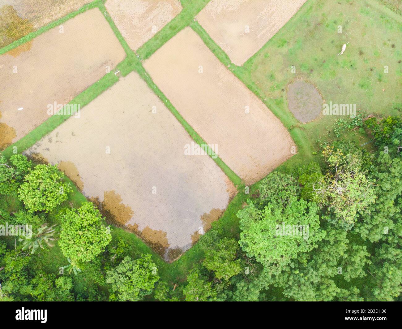 Paddy rice plantation field terrace in rural village aerial view Stock ...