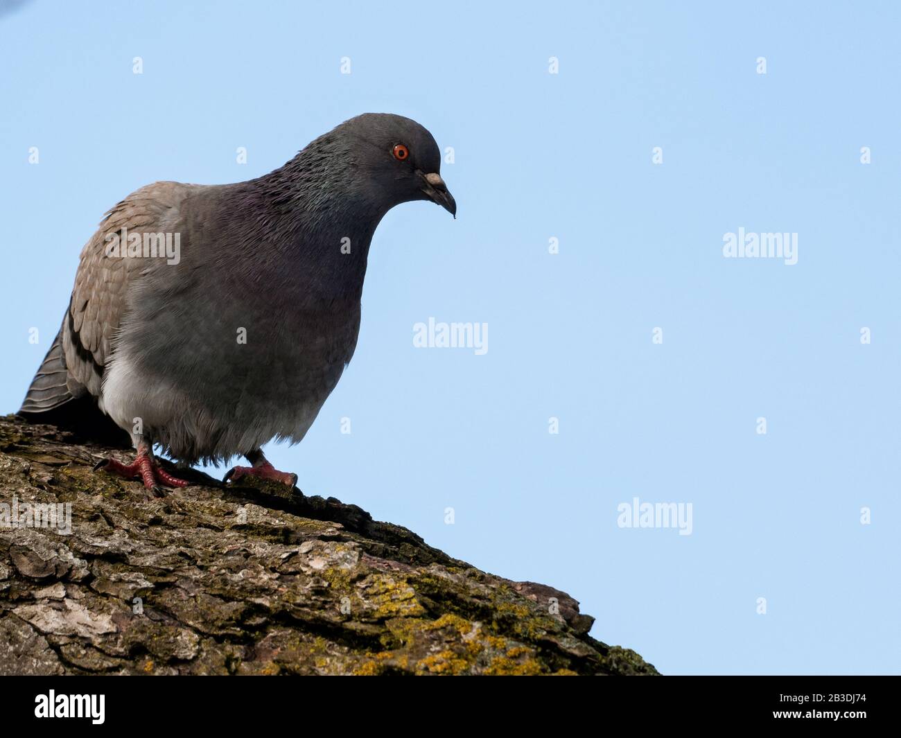 Big Pigeon on a branch, Montreal city, Quebec, Canada Stock Photo - Alamy