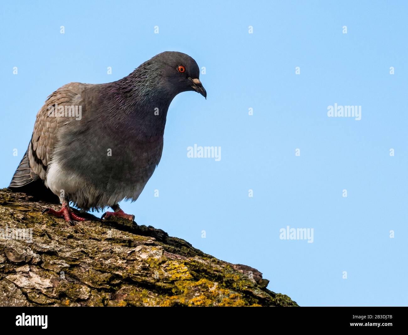 City wildlife hi-res stock photography and images - Alamy
