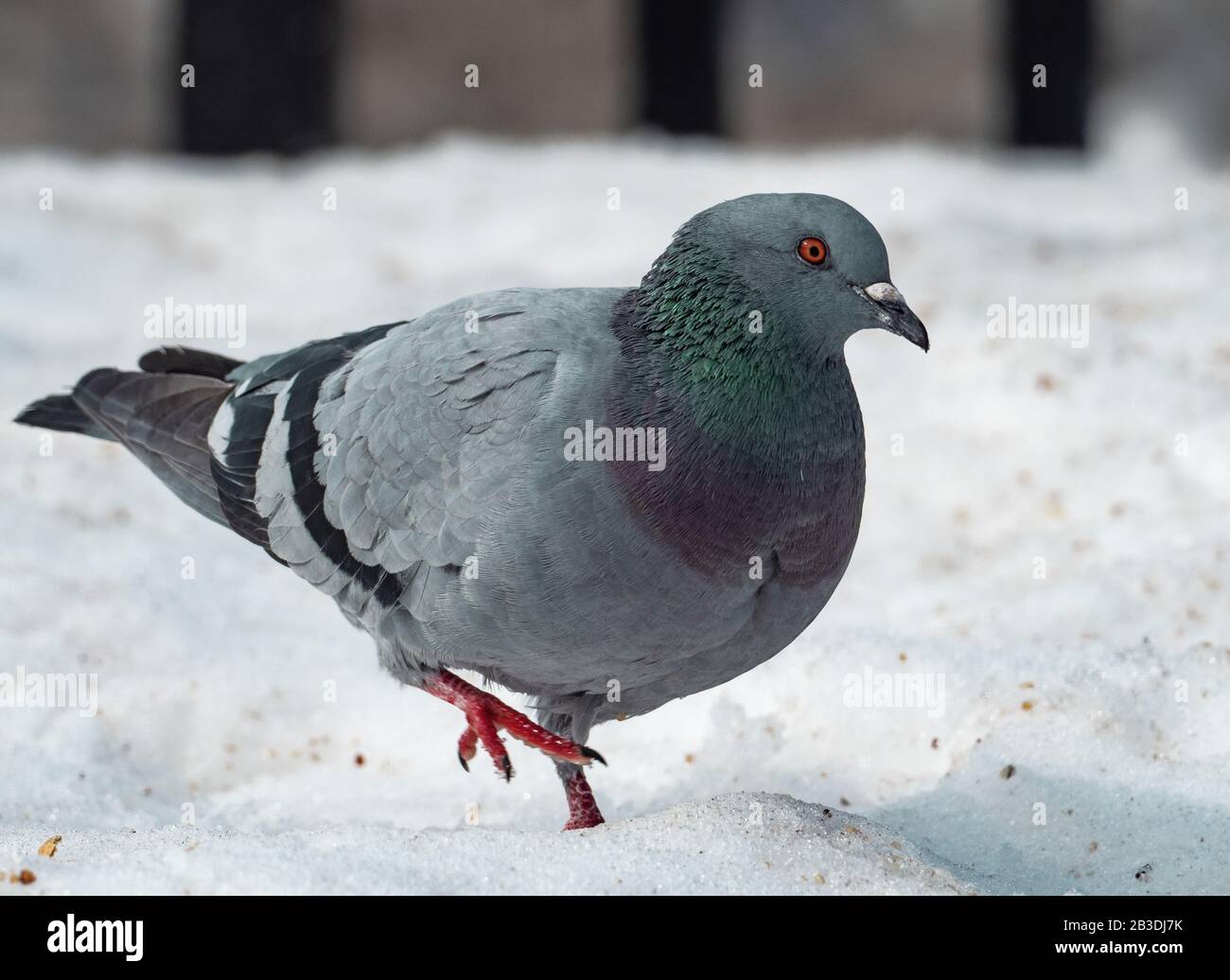 Pigeon walking in the snow, Montreal, Canada Stock Photo - Alamy