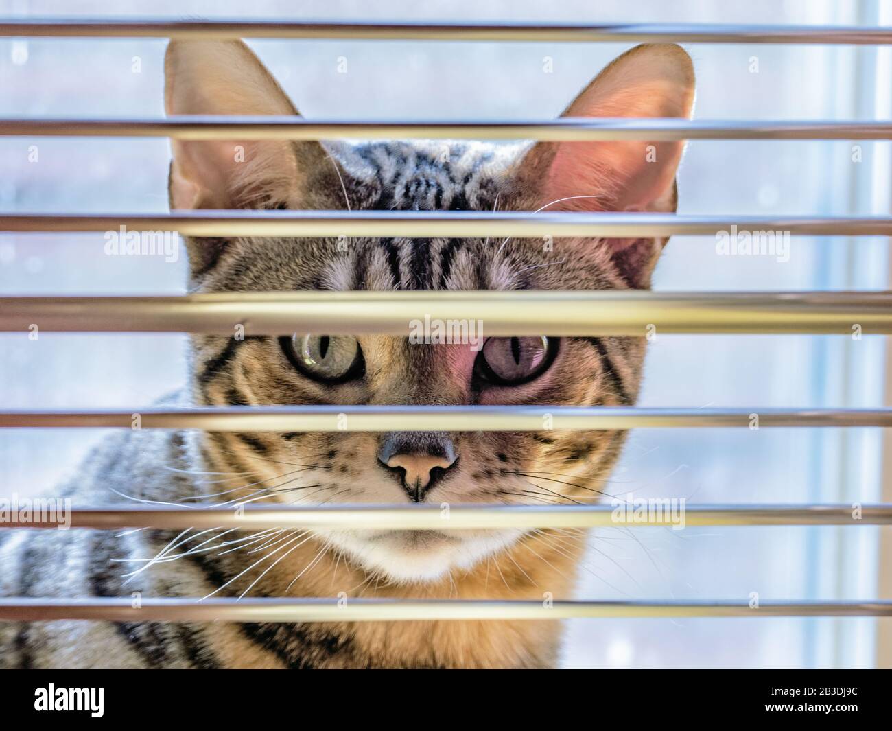 bengal cat looking through window blinds Stock Photo - Alamy