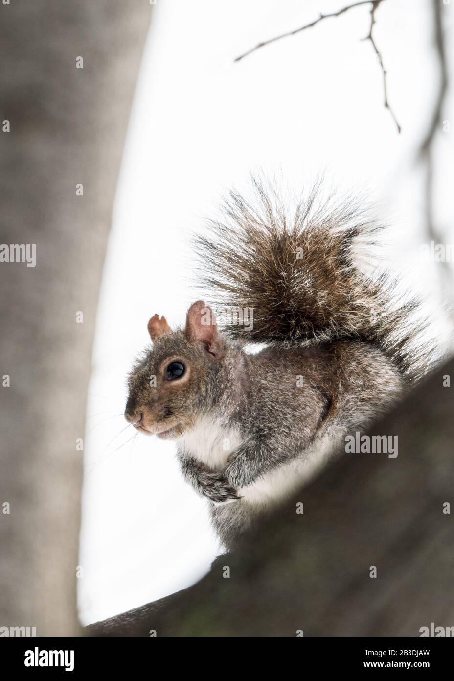 Squirrel on a branch, Montreal, Canada Stock Photo - Alamy