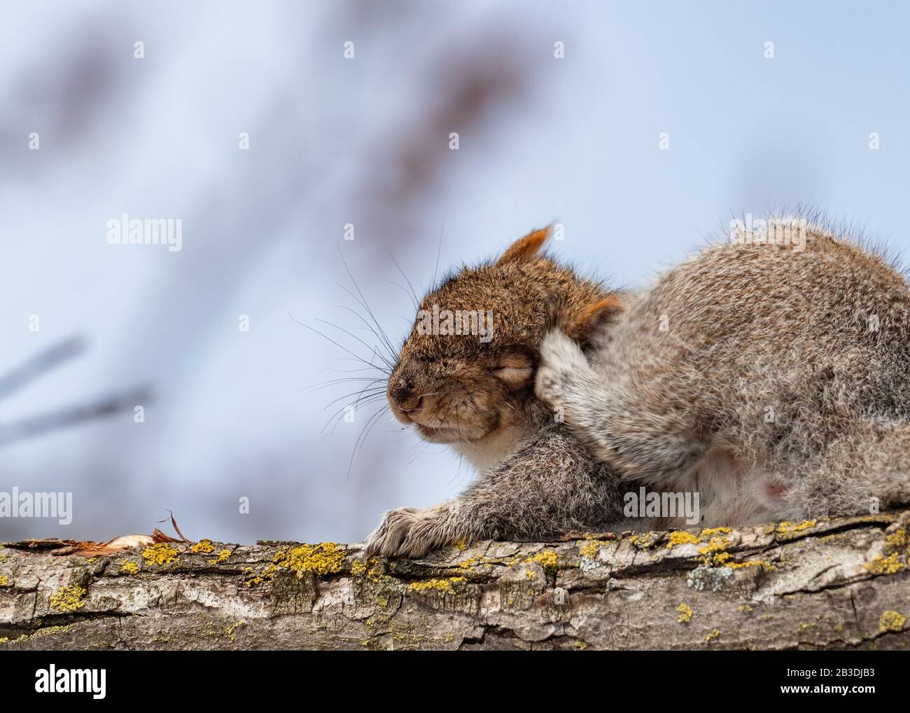 Montreal squirrel hi-res stock photography and images - Alamy