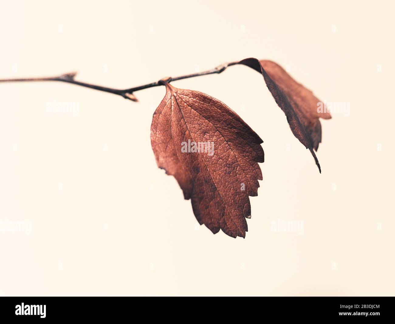 Depth of field with branches hi-res stock photography and images - Alamy
