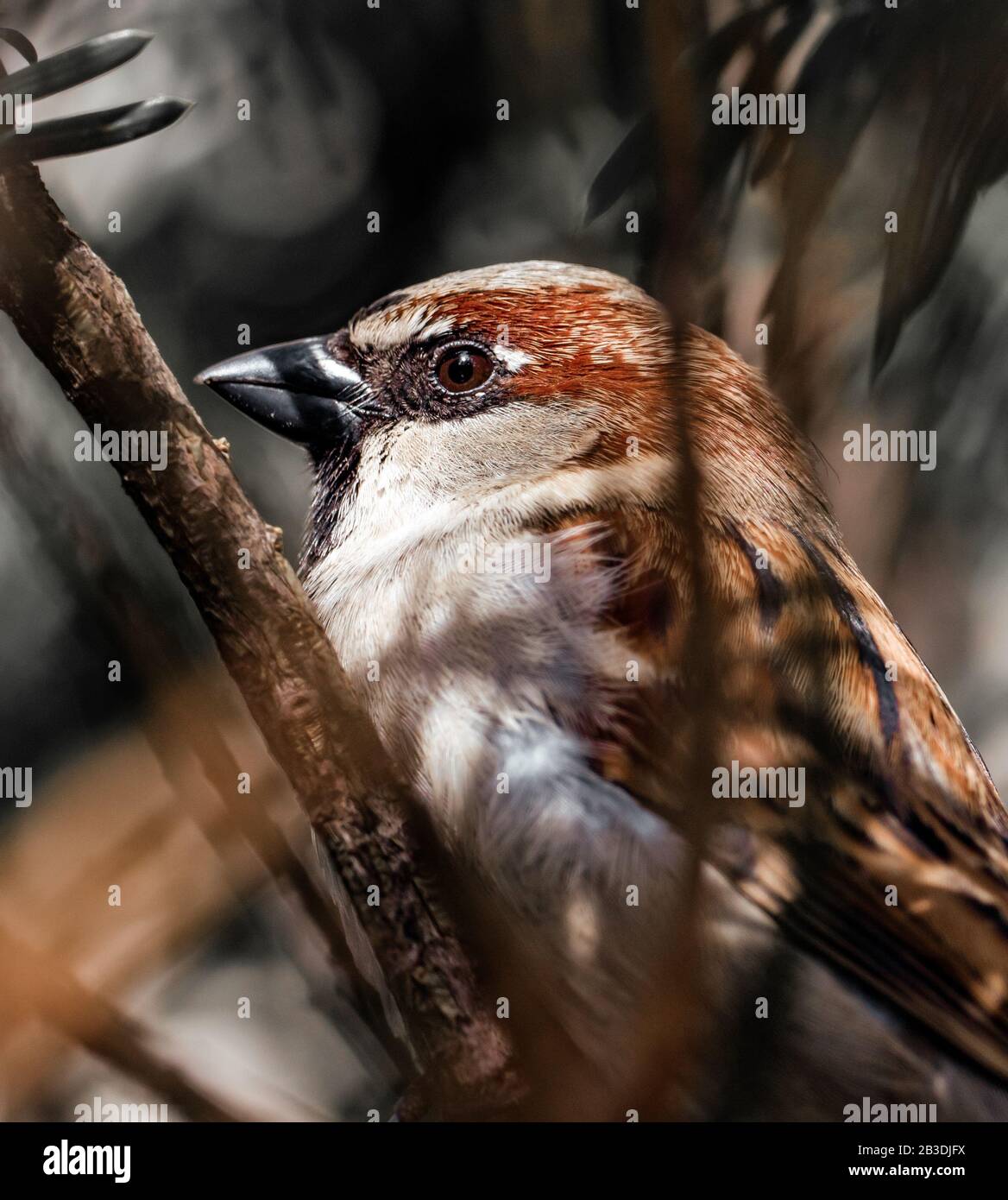 Little sparrow bird on a branch, Montreal, Quebec, Canada Stock Photo ...