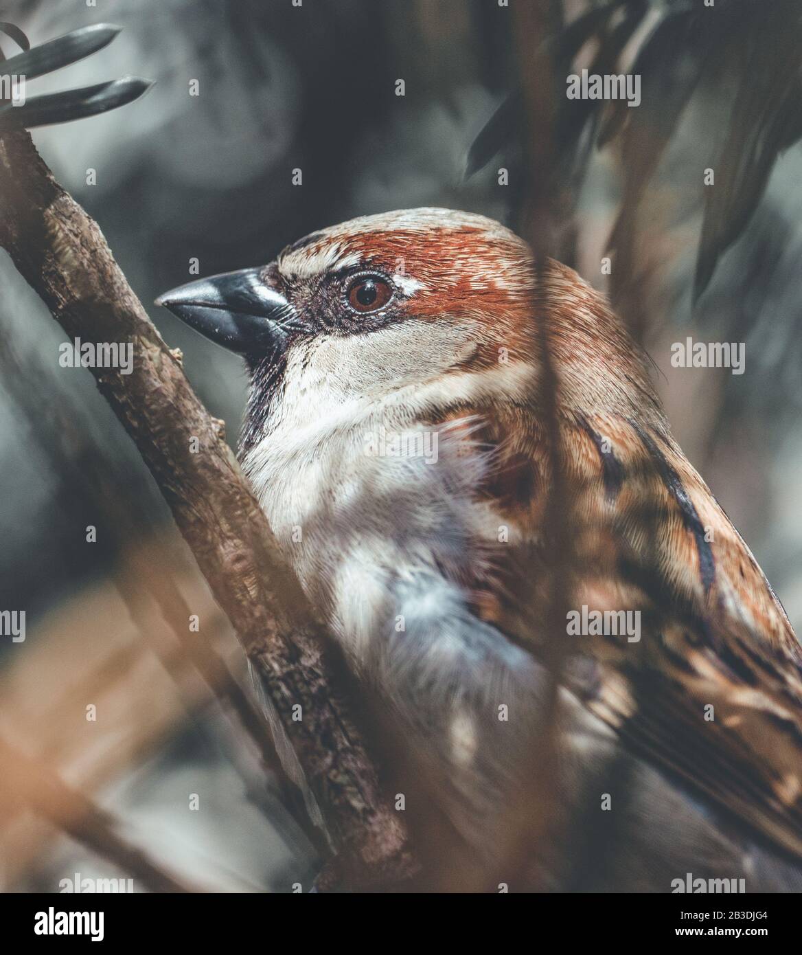 Birding quebec hi-res stock photography and images - Alamy