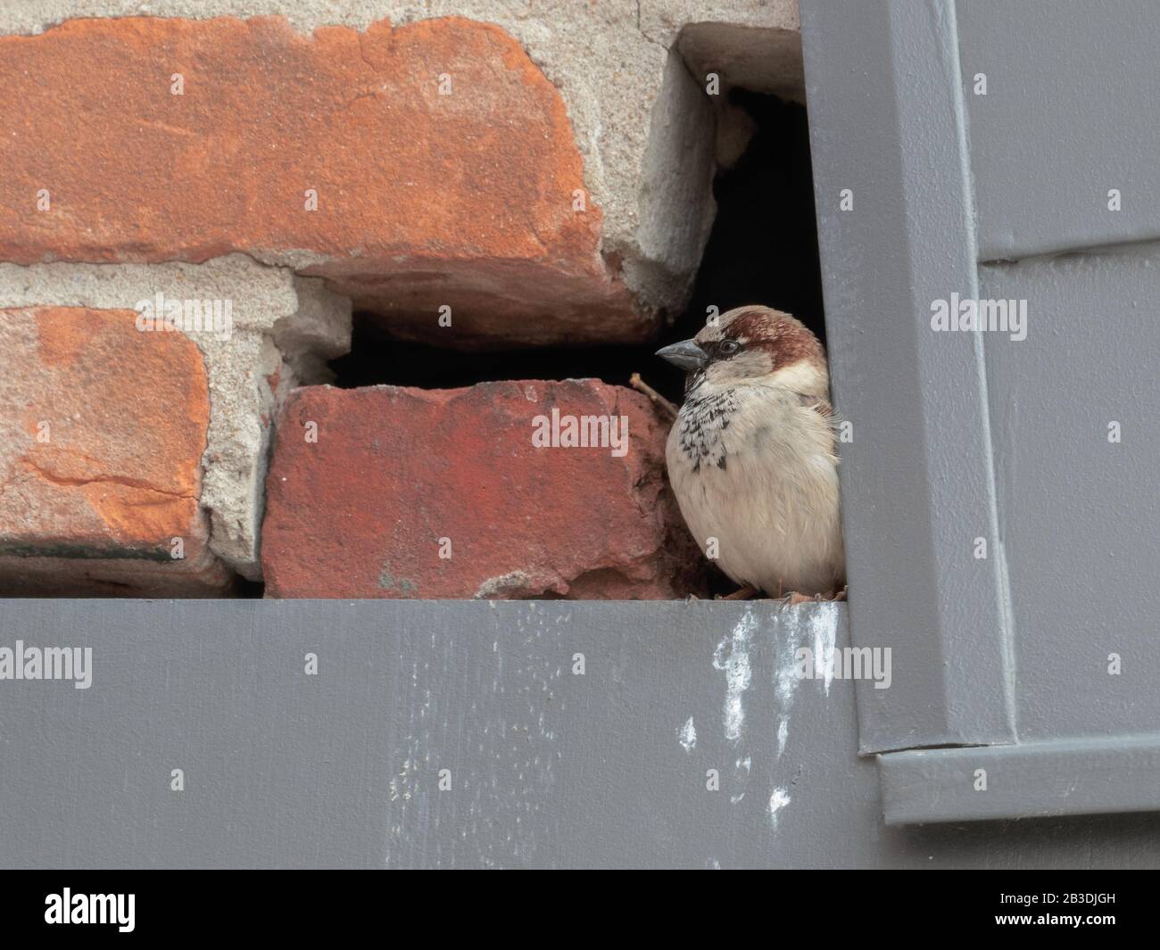 Little sparrow in a hole Stock Photo - Alamy