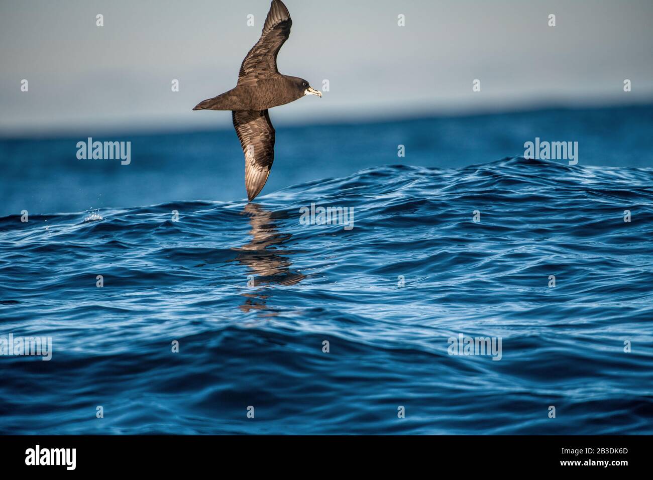 Petrel in flight. The white-chinned petrel or Cape hen. Scientific name ...