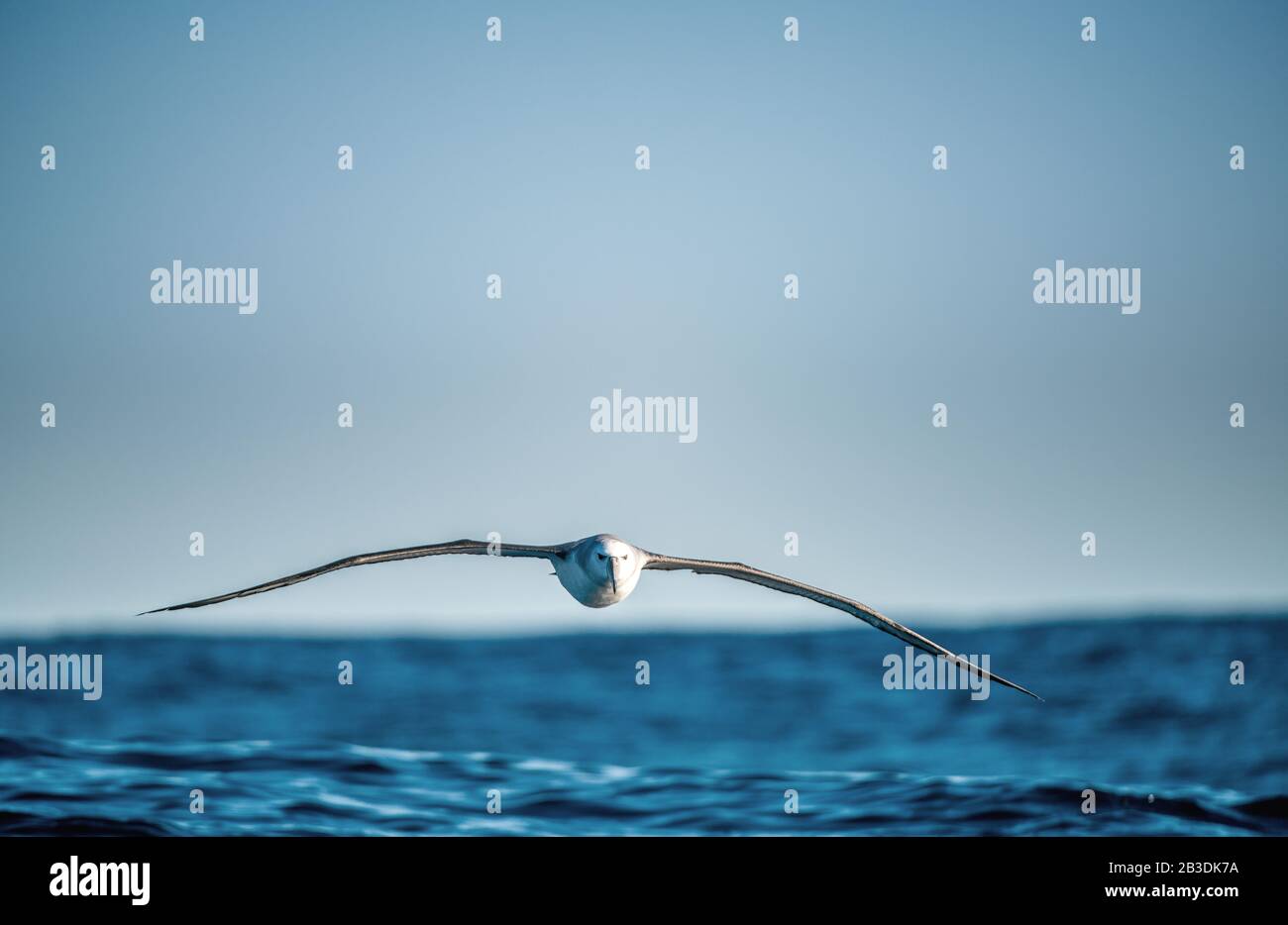 Albatross in flight, front view. Shy albatross or shy mollymawk ...