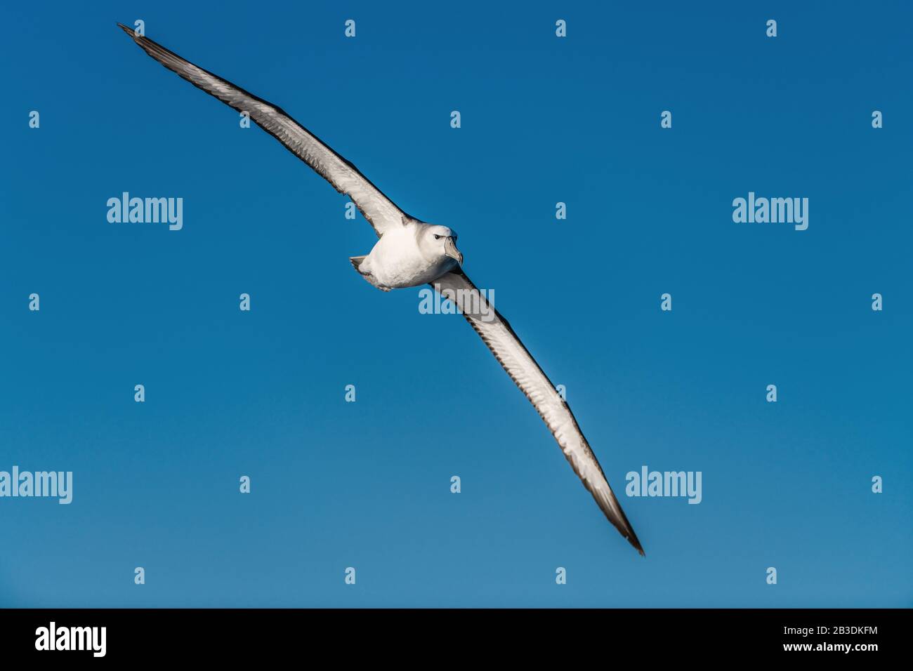 Albatross in flight, front view. Shy albatross or shy mollymawk ...