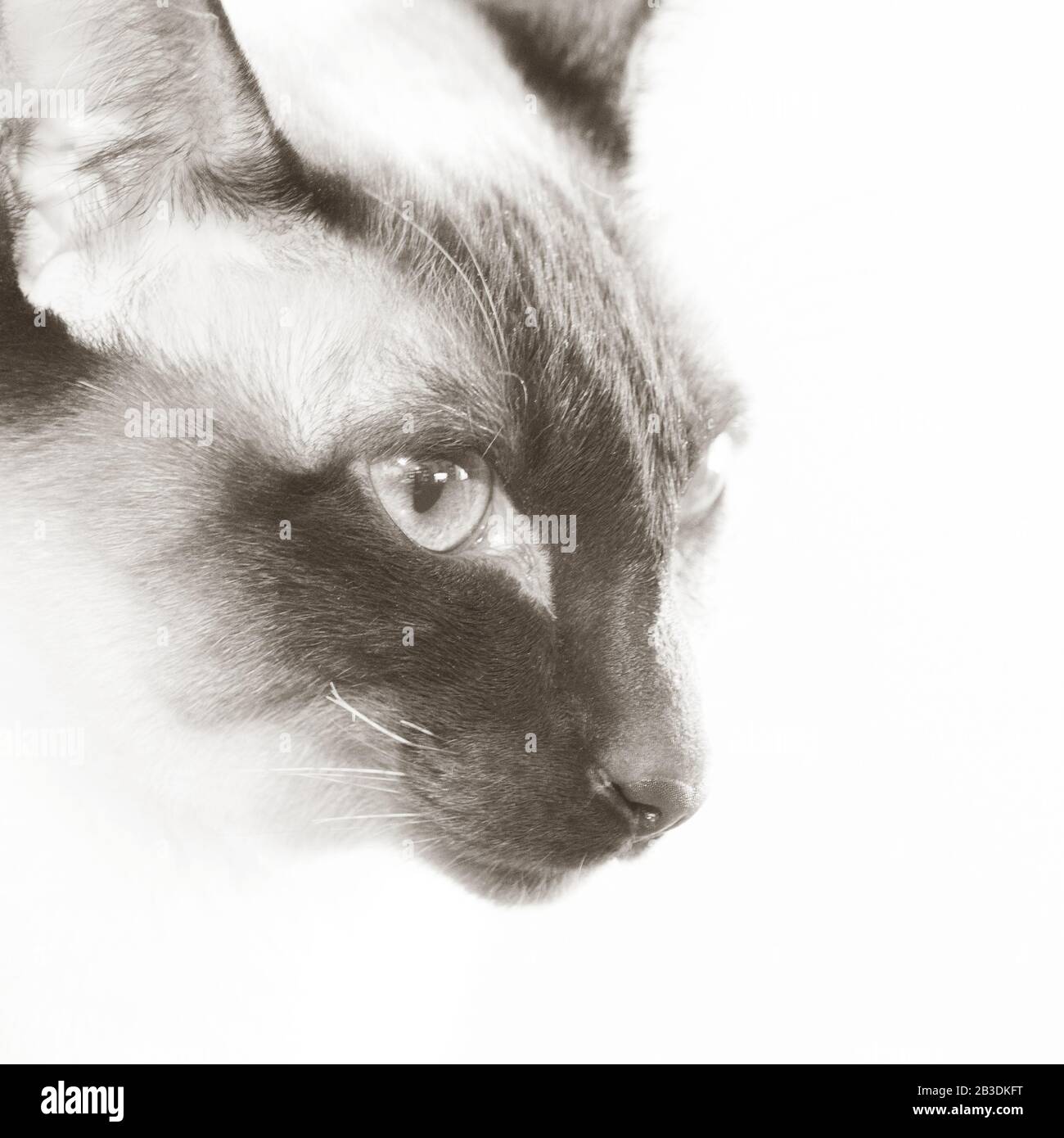 Face of a siamese cat on a white background, details, close-up Stock ...