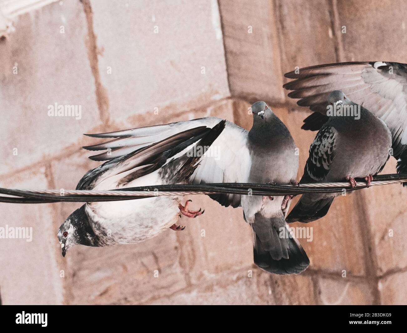 pigeon pushing another bird out of a wire, montreal, quebec, canada ...