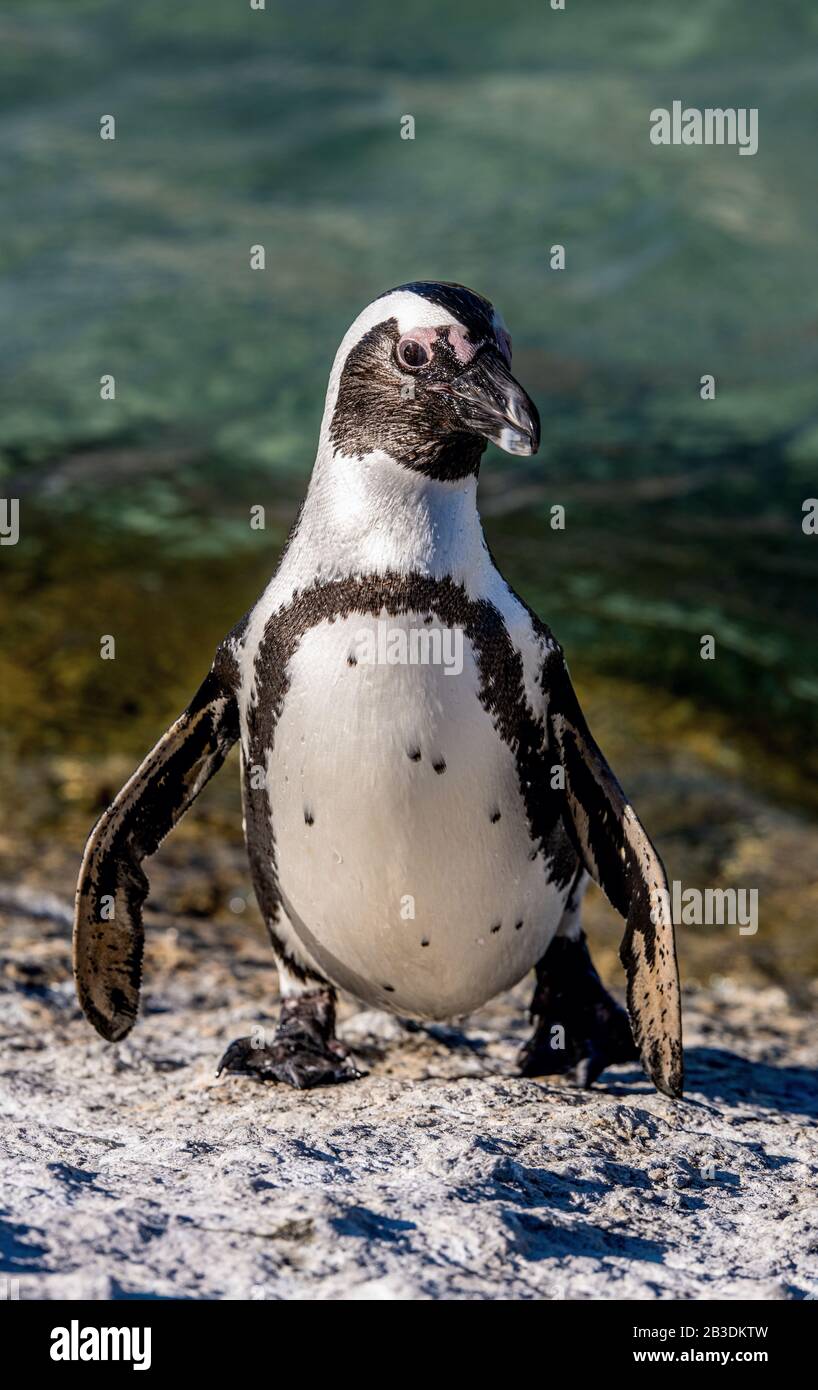African penguin also known as the jackass penguin, black-footed penguin ...
