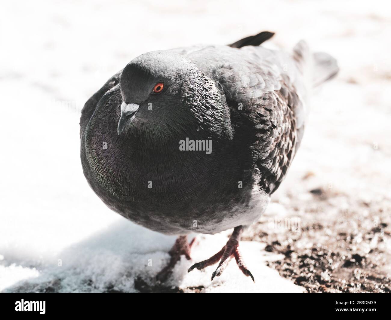 Walking with pigeons hi-res stock photography and images - Alamy