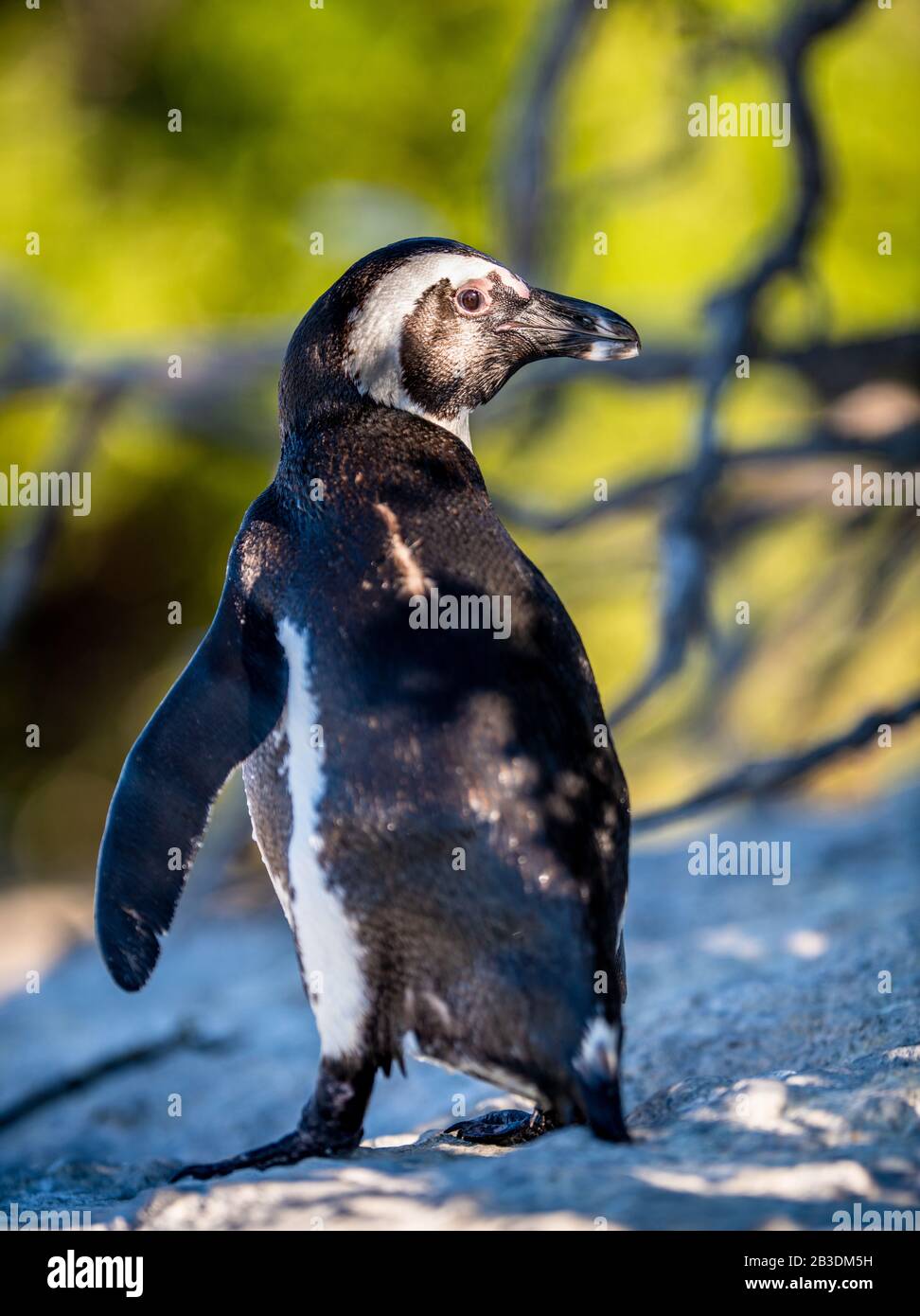 African penguin also known as the jackass penguin, black-footed penguin ...