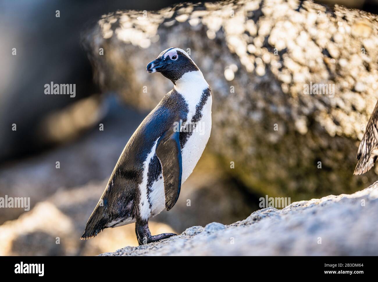 African penguin also known as the jackass penguin, black-footed penguin ...