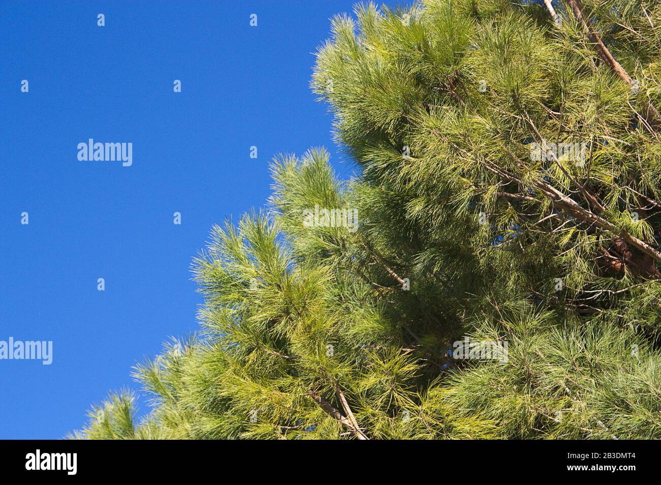 Ecosystem graphics hi-res stock photography and images - Alamy