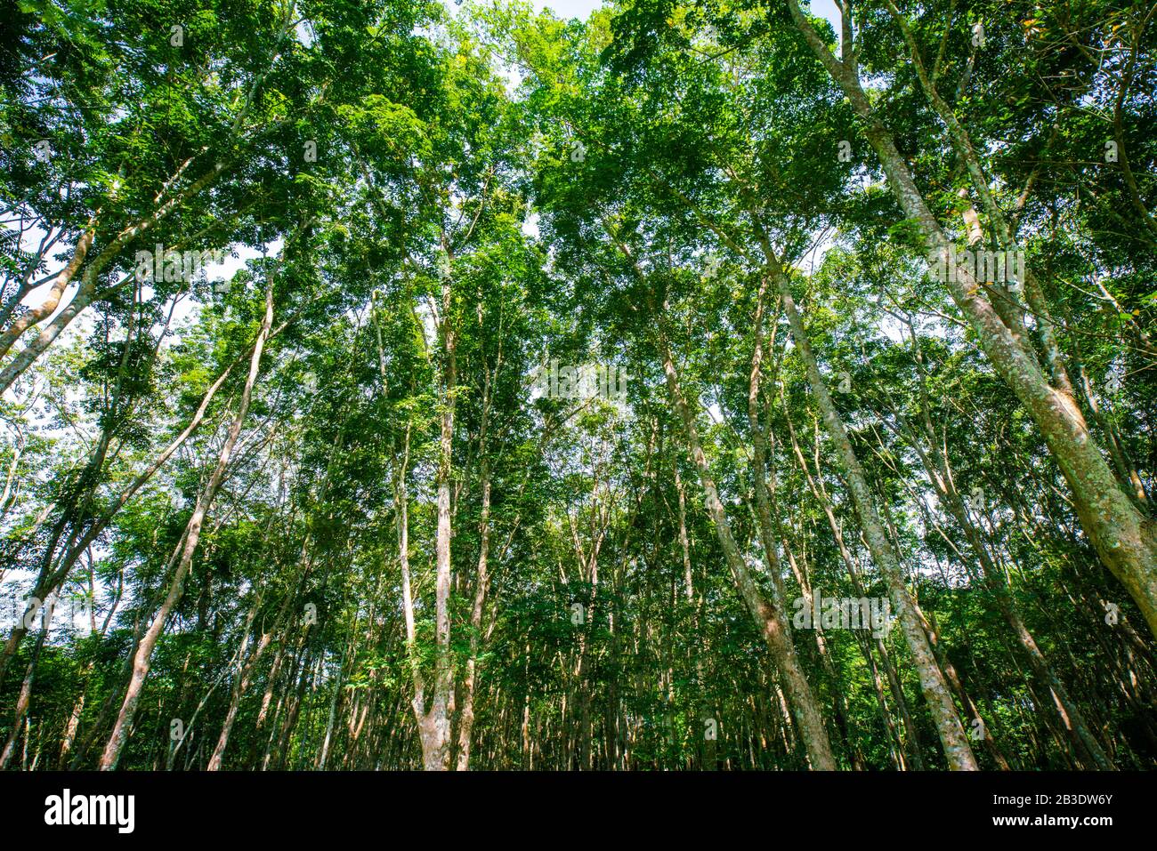 Para rubber plantation tree tropical green forest agricultural industry ...