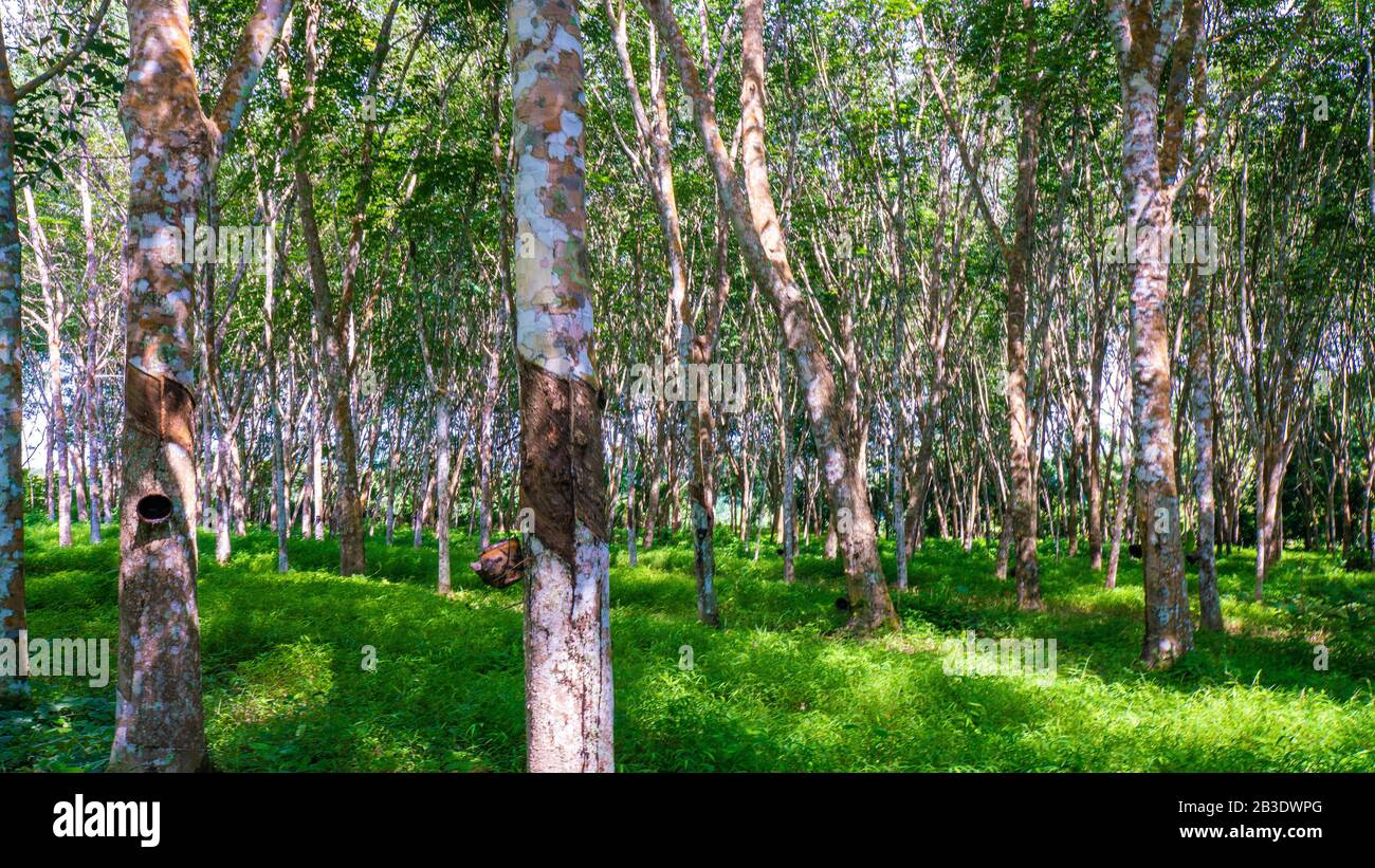 Rubber Tree Rainforest High Resolution Stock Photography and Images - Alamy