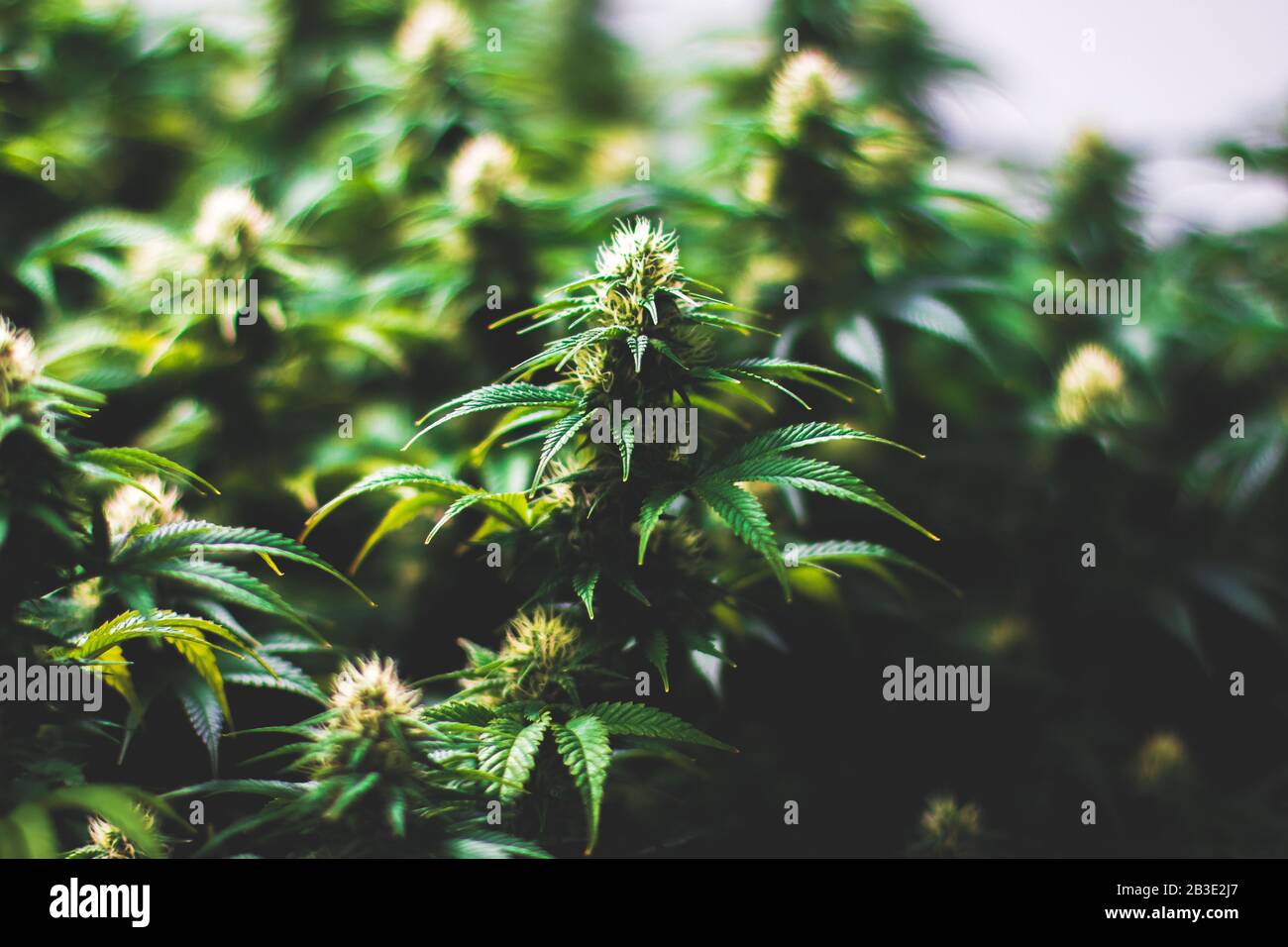 Pistils marijuana plant hi-res stock photography and images - Alamy