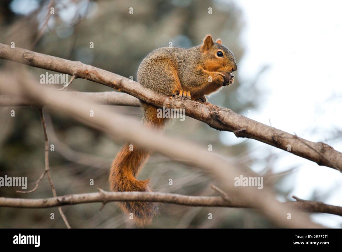 Squirrel Eating Nuts in a Tree High Up and Being Sneaky Stock Photo - Alamy