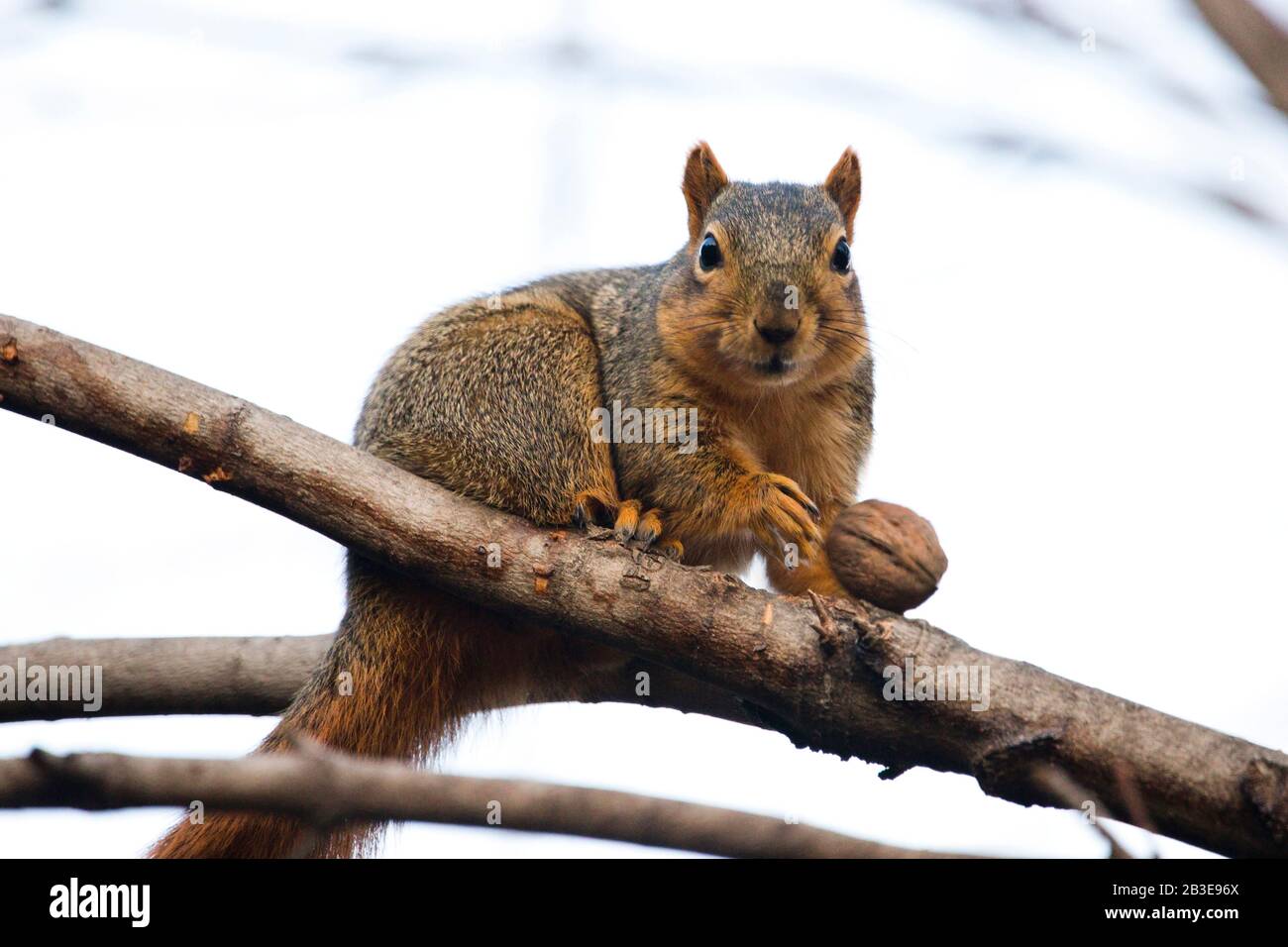 Squirrel Eating Nuts in a Tree High Up and Being Sneaky Stock Photo - Alamy
