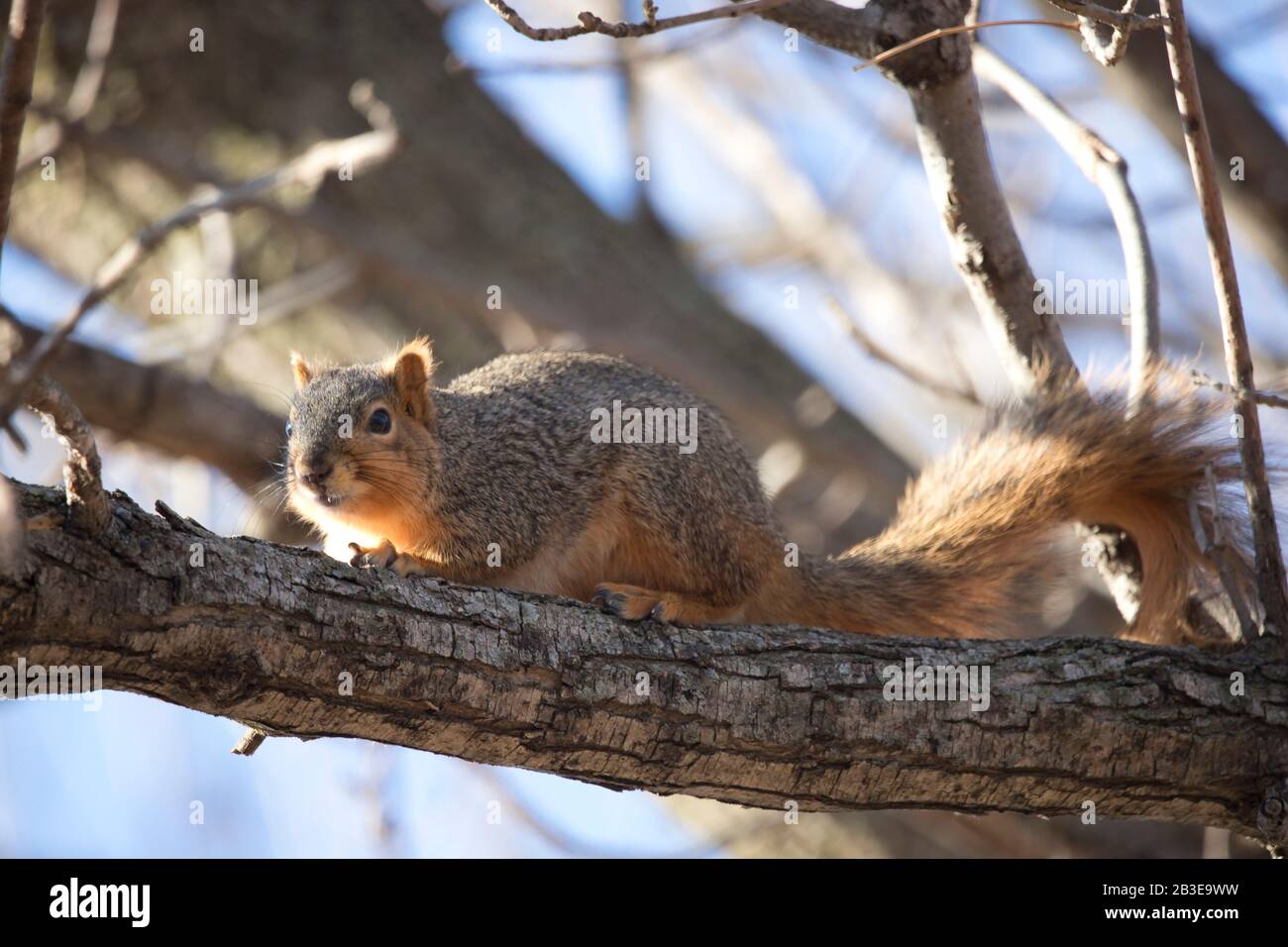 Squirrel on Alert Hiding in a Tree Stock Photo - Alamy