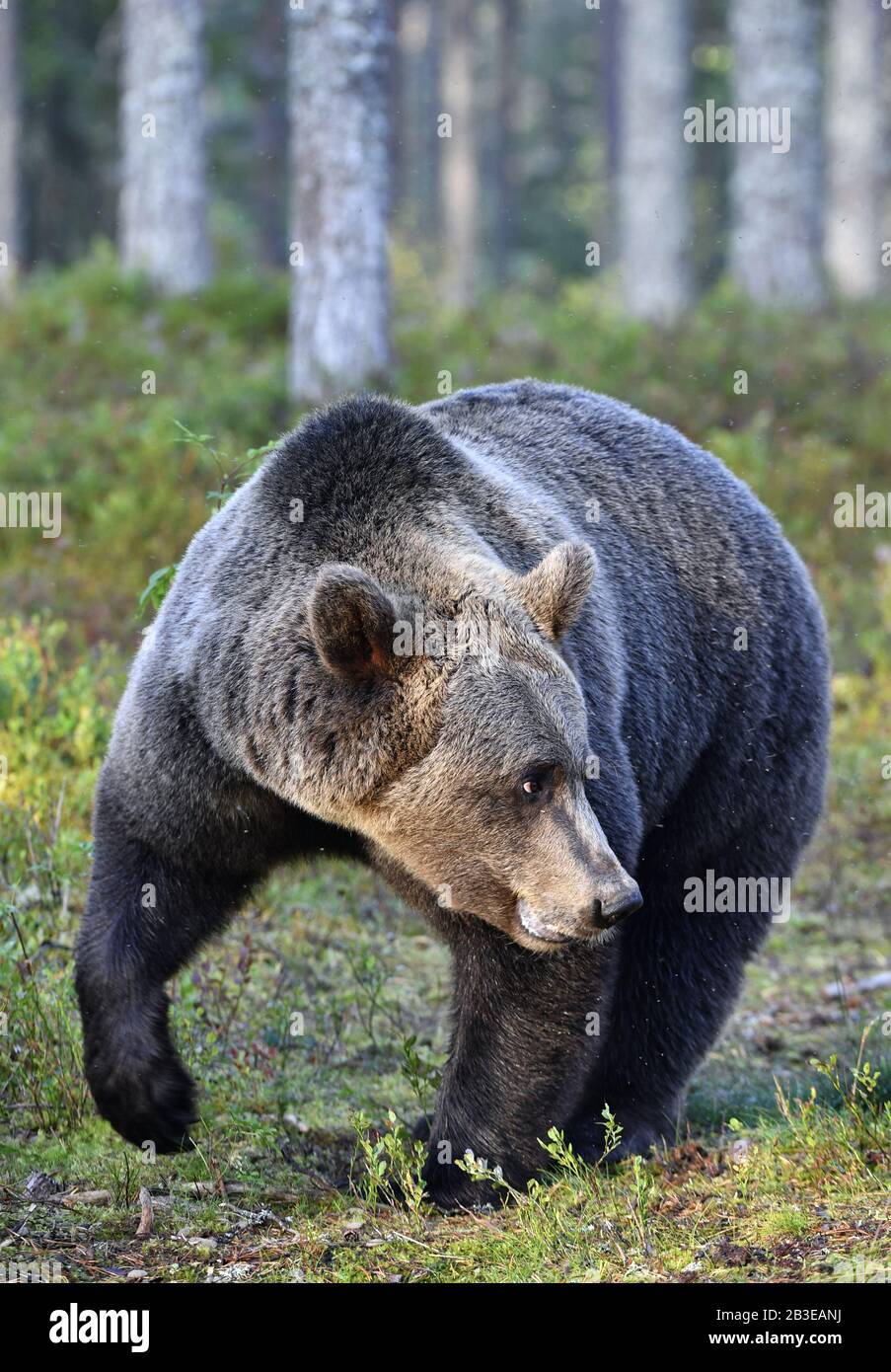 Frontal vertical hi-res stock photography and images - Alamy