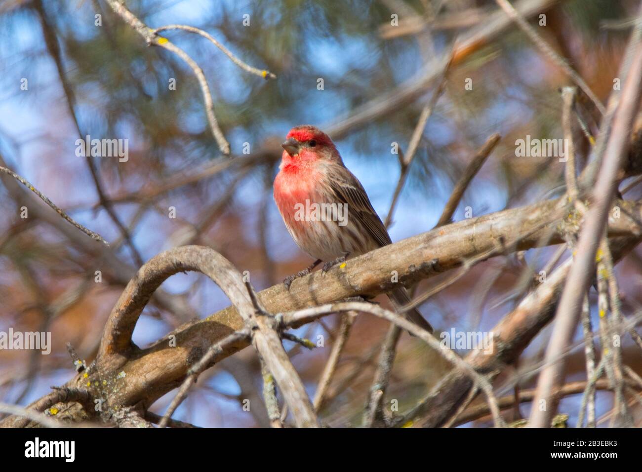 Red House Finch Male and Female Finding Nesting Materials Stock Photo ...