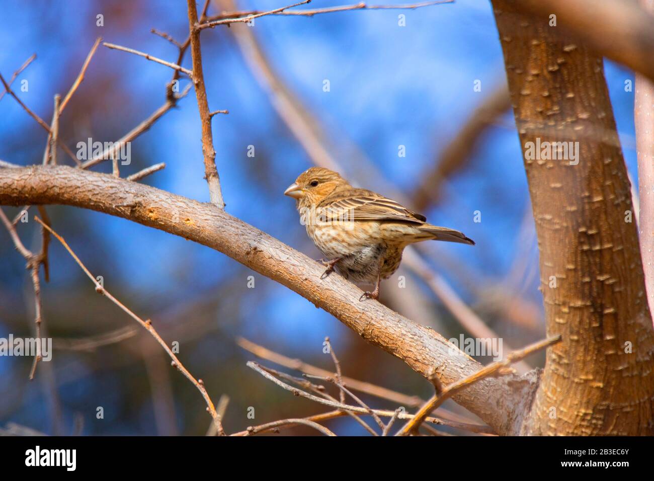 Red House Finch Female Finding Nesting Materials Stock Photo - Alamy