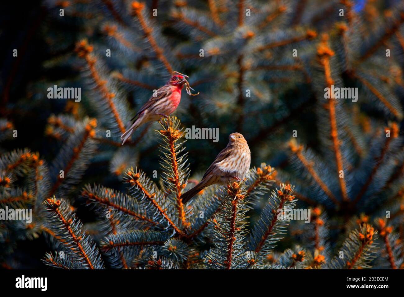 Red House Finch Male Finding Nesting Materials Stock Photo - Alamy