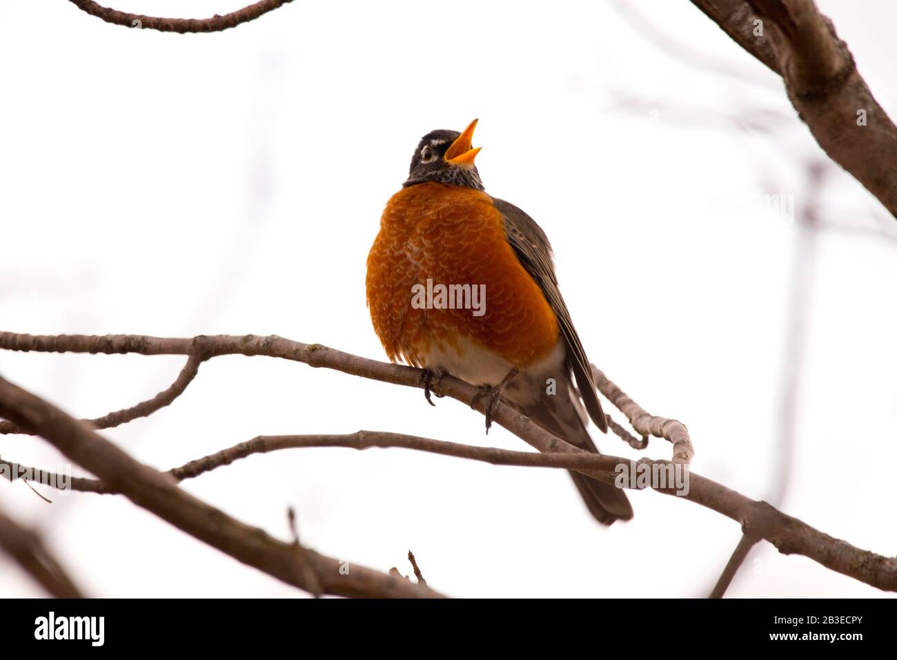 Red crested robin hi-res stock photography and images - Alamy