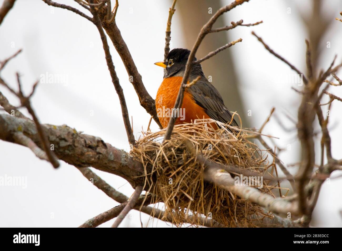 Red Breasted Robin in Springtime in a Small Bird's Nest Stock Photo - Alamy