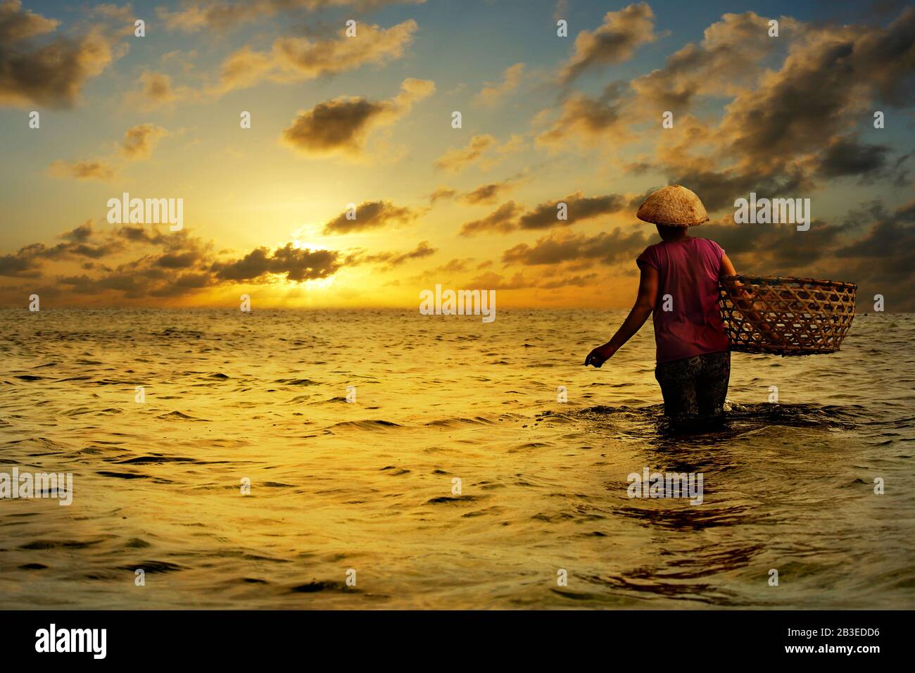 farmer in boat harvesting sea weed in underwater plantation Stock Photo ...