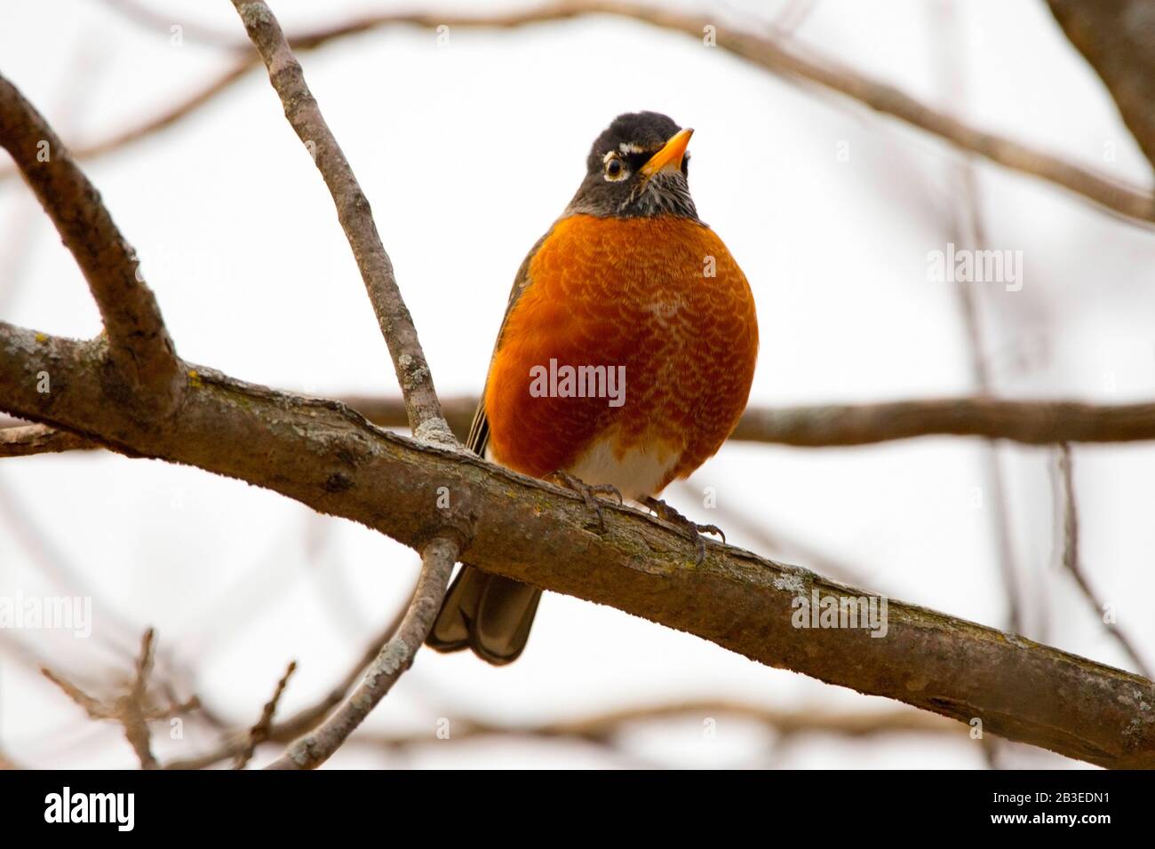 Red breasted robin hi-res stock photography and images - Alamy