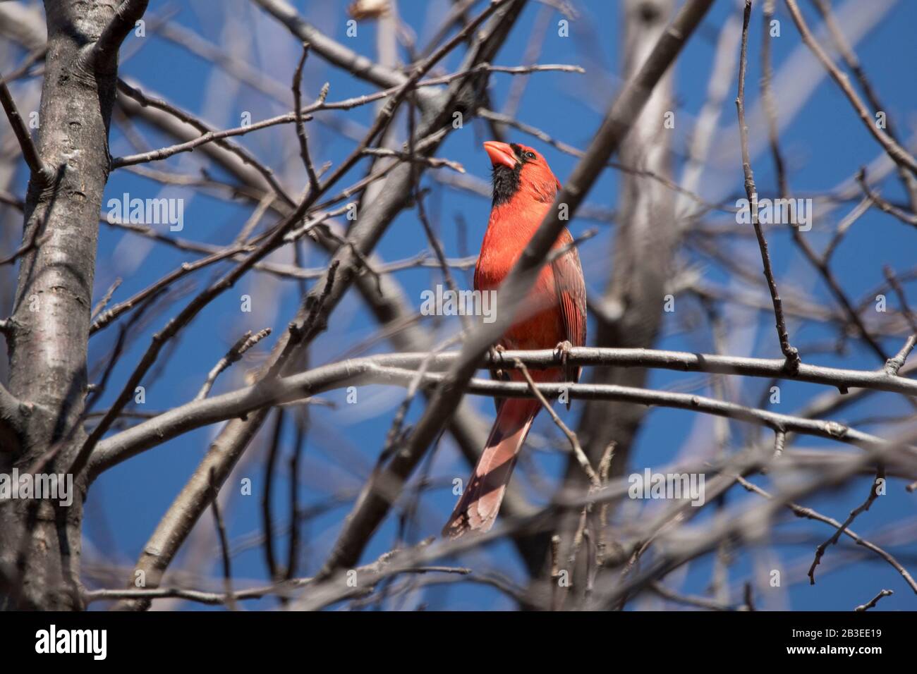 Red Cardinal Male in a Tree Singing for a Mate Stock Photo - Alamy
