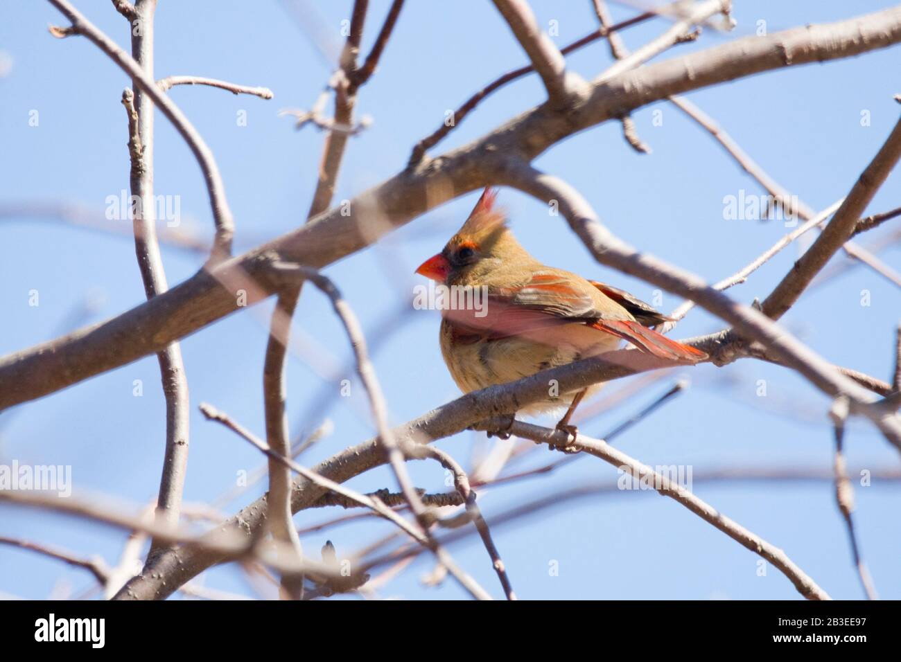 Red Cardinal Female Singing in a Tree for a Mate Stock Photo - Alamy