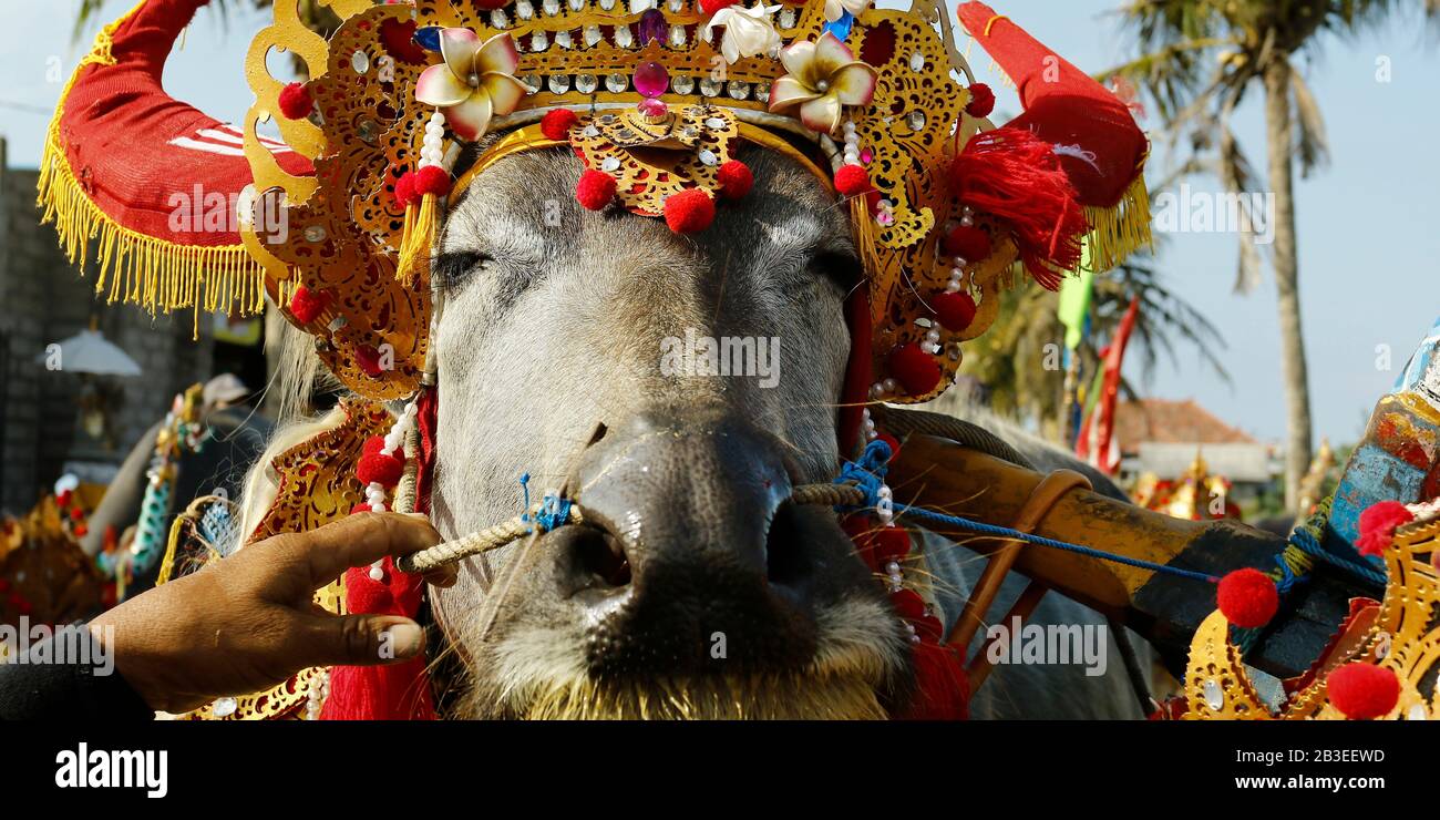 buffalo with traditional ornament in bali during buffalo race festival ...