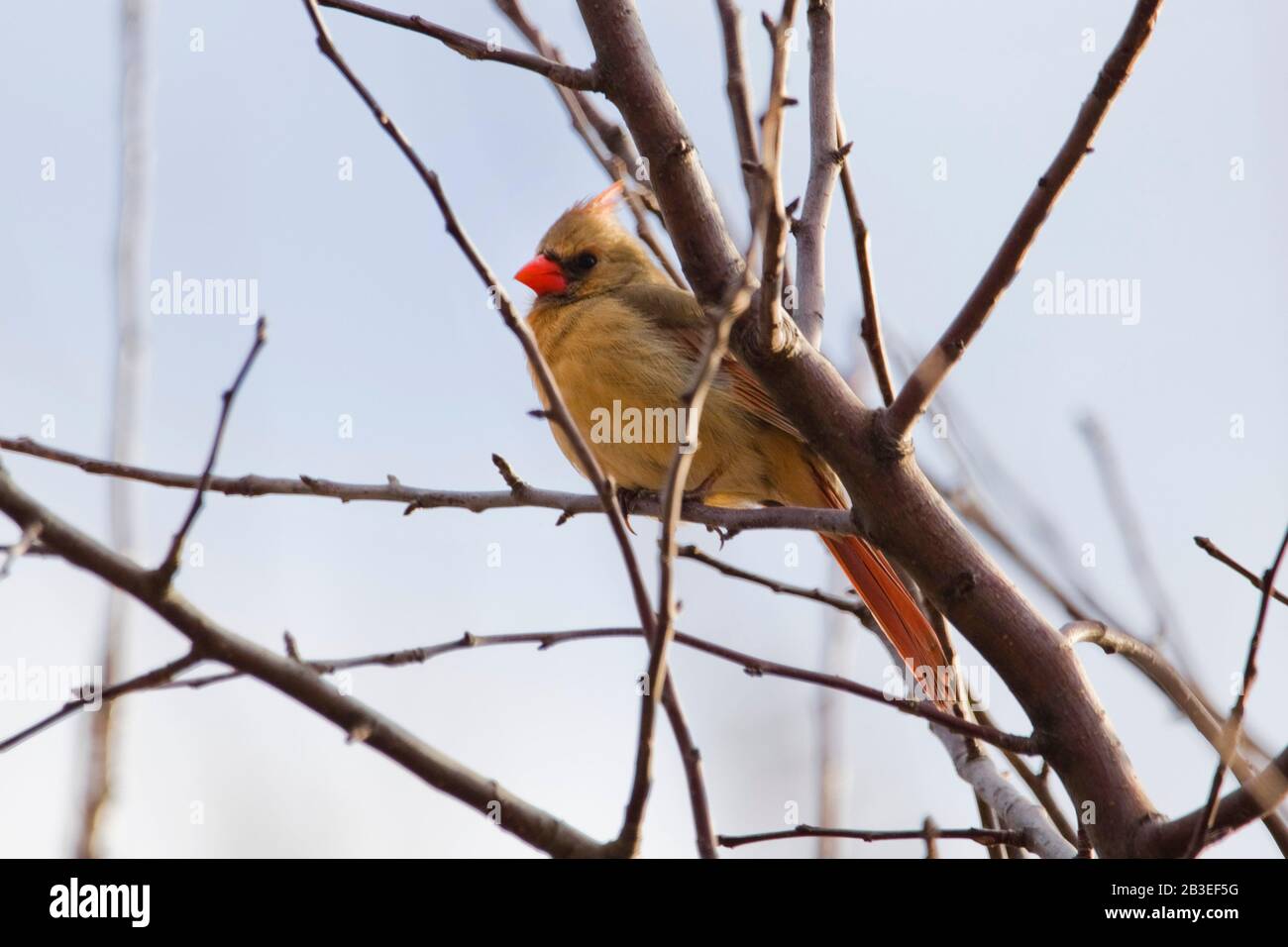 Red Cardinal Female Singing in a Tree for a Mate Stock Photo - Alamy