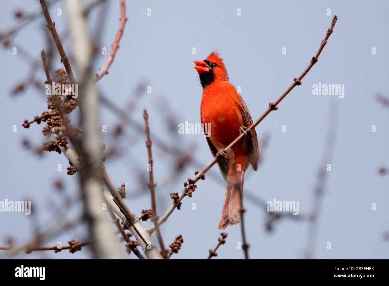 Red Cardinal Male in a Tree Singing for a Mate Stock Photo - Alamy
