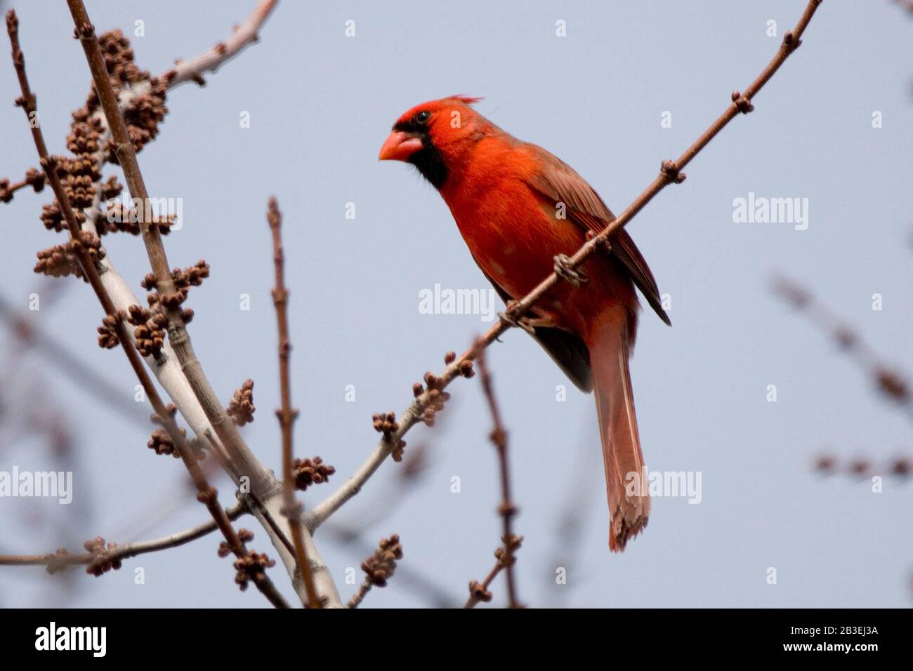 Red Cardinal Male in a Tree Singing for a Mate Stock Photo - Alamy