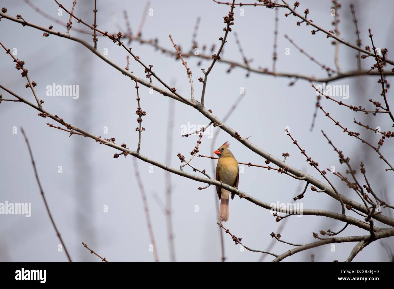 Red Cardinal Female Singing in a Tree for a Mate Stock Photo - Alamy