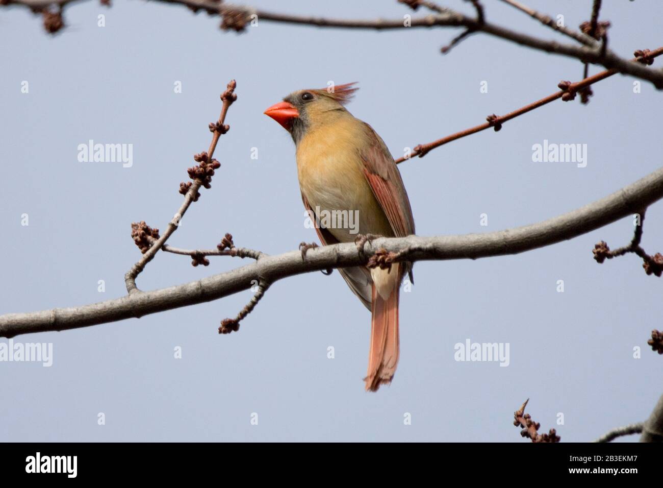 Red Cardinal Female Singing in a Tree for a Mate Stock Photo - Alamy