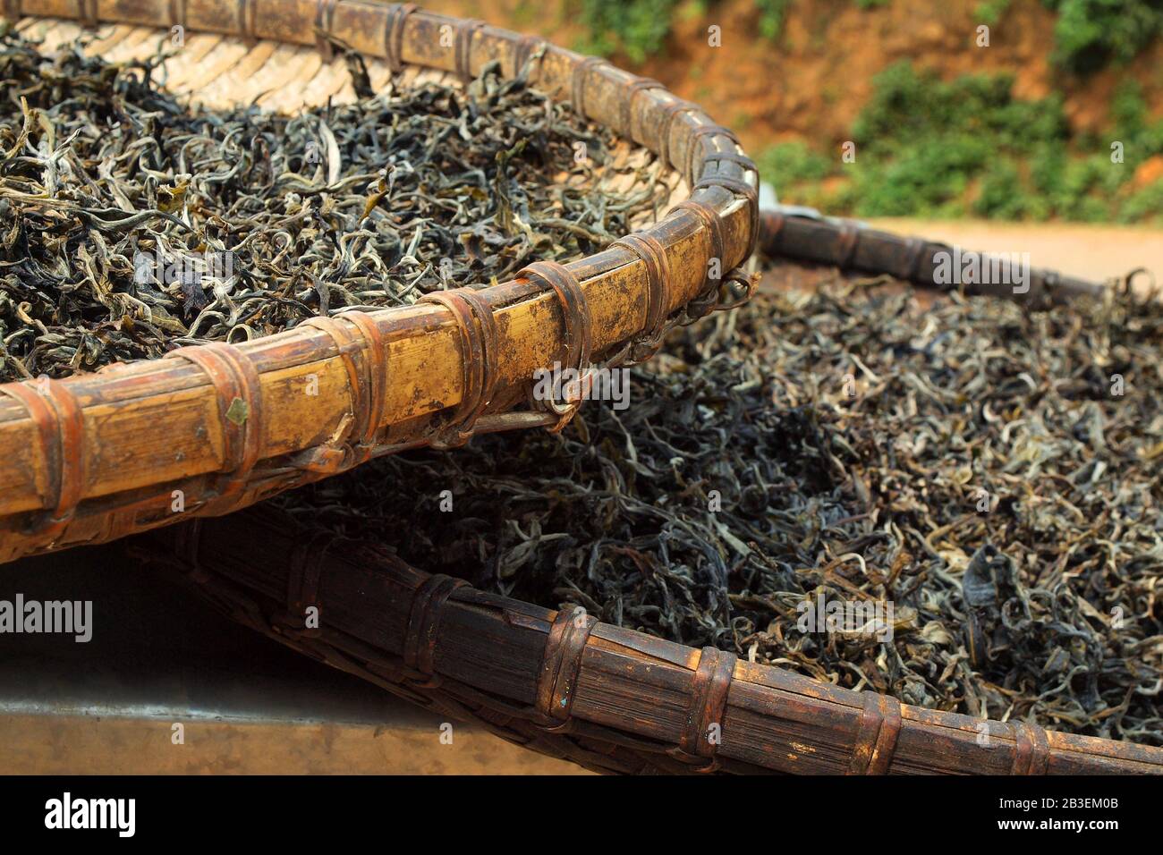 tea leaves drying in wicker basket Stock Photo - Alamy