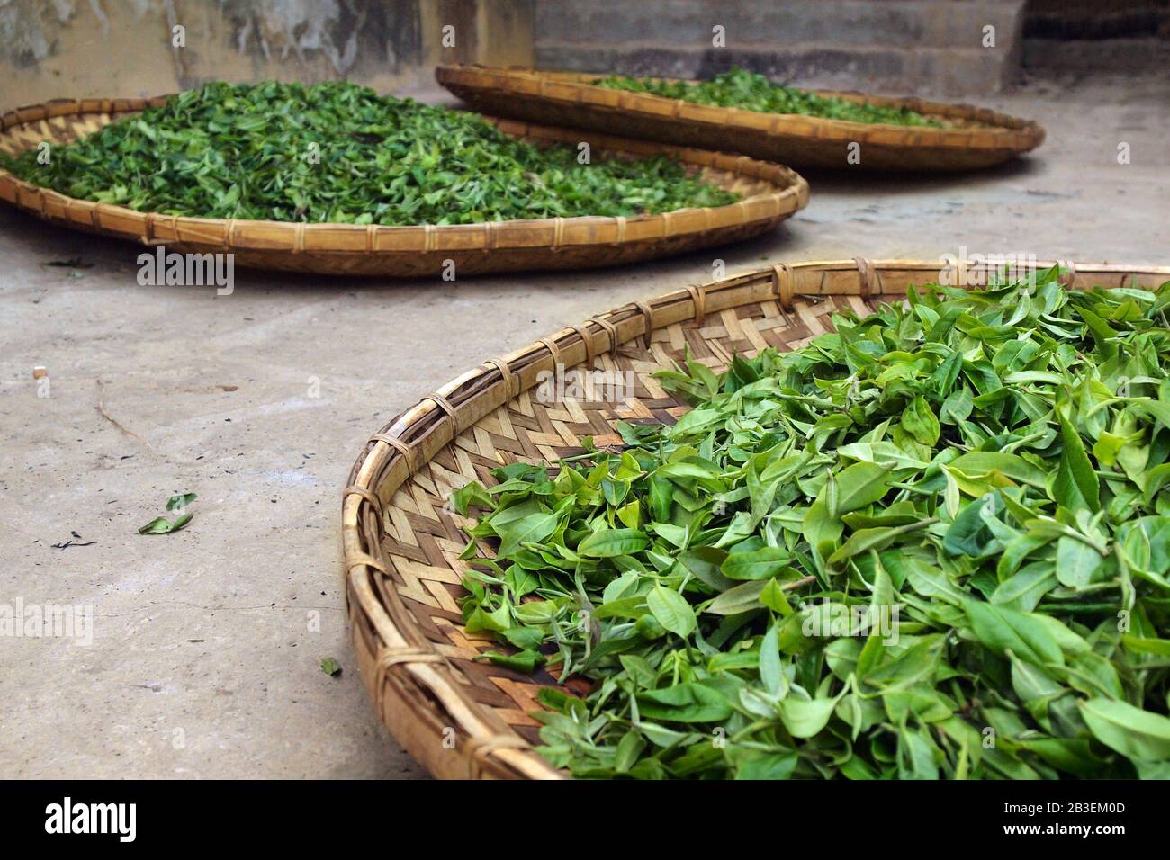 tea leaves drying in wicker basket Stock Photo - Alamy