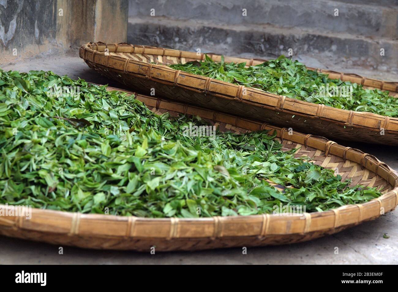 tea leaves drying in wicker basket Stock Photo - Alamy