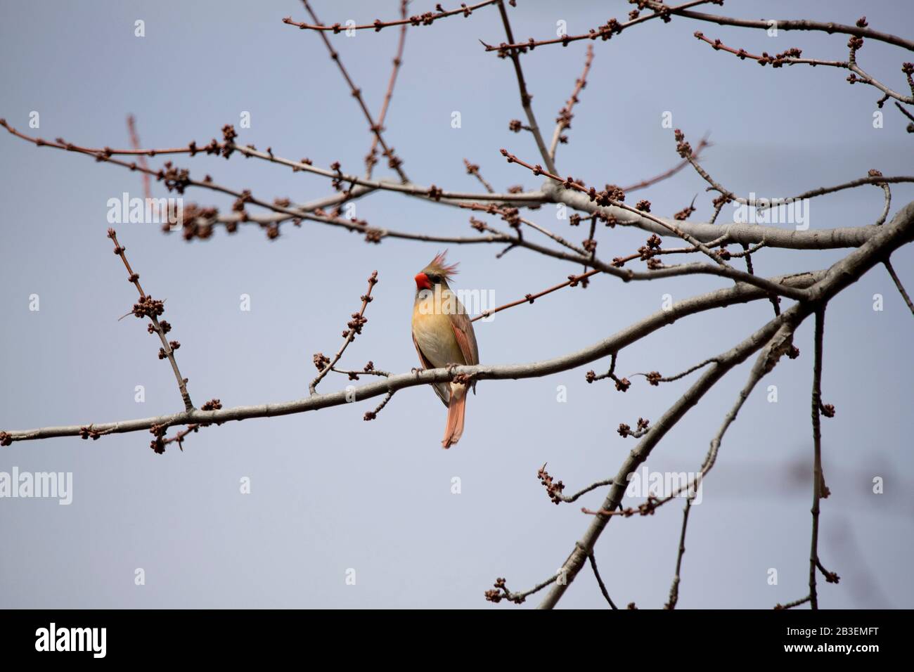 Red Cardinal Female Singing in a Tree for a Mate Stock Photo - Alamy