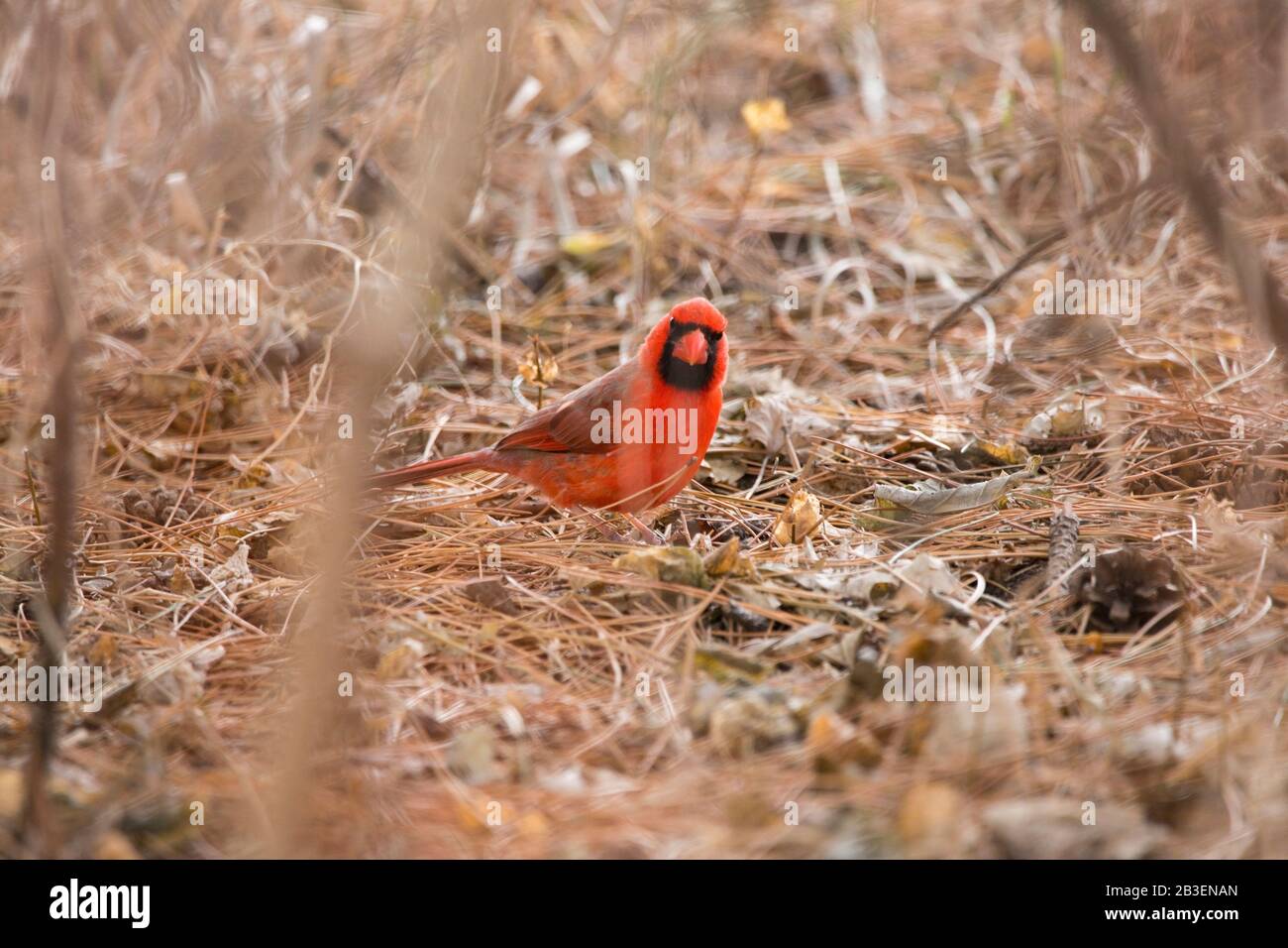 Male Red Cardinal Eating Seeds on the Ground Stock Photo - Alamy