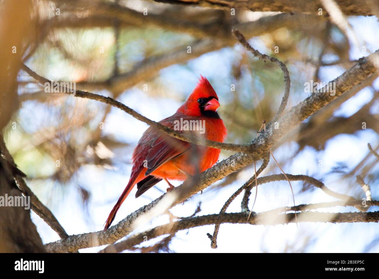 Red Cardinal Male in a Tree Singing for a Mate Stock Photo - Alamy